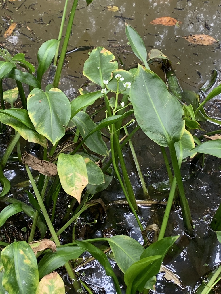 Delta Arrowhead in August 2023 by dagarra · iNaturalist