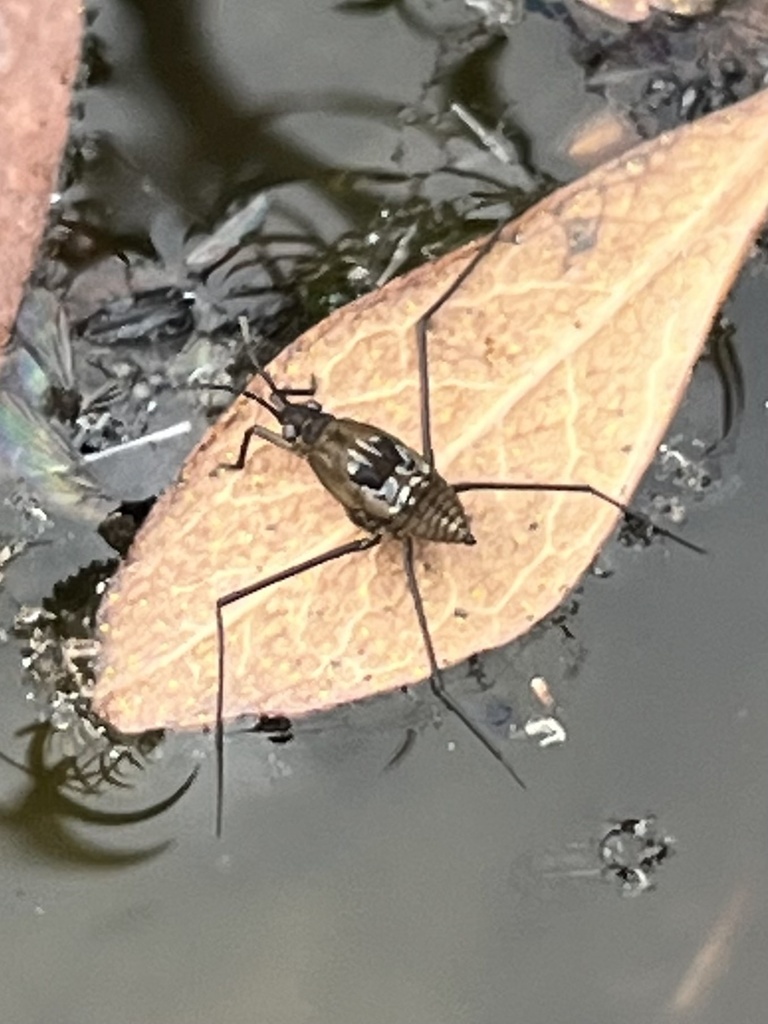 Gerrini from Lizard Lake, Capital, BC, CA on August 29, 2023 at 10:23 ...