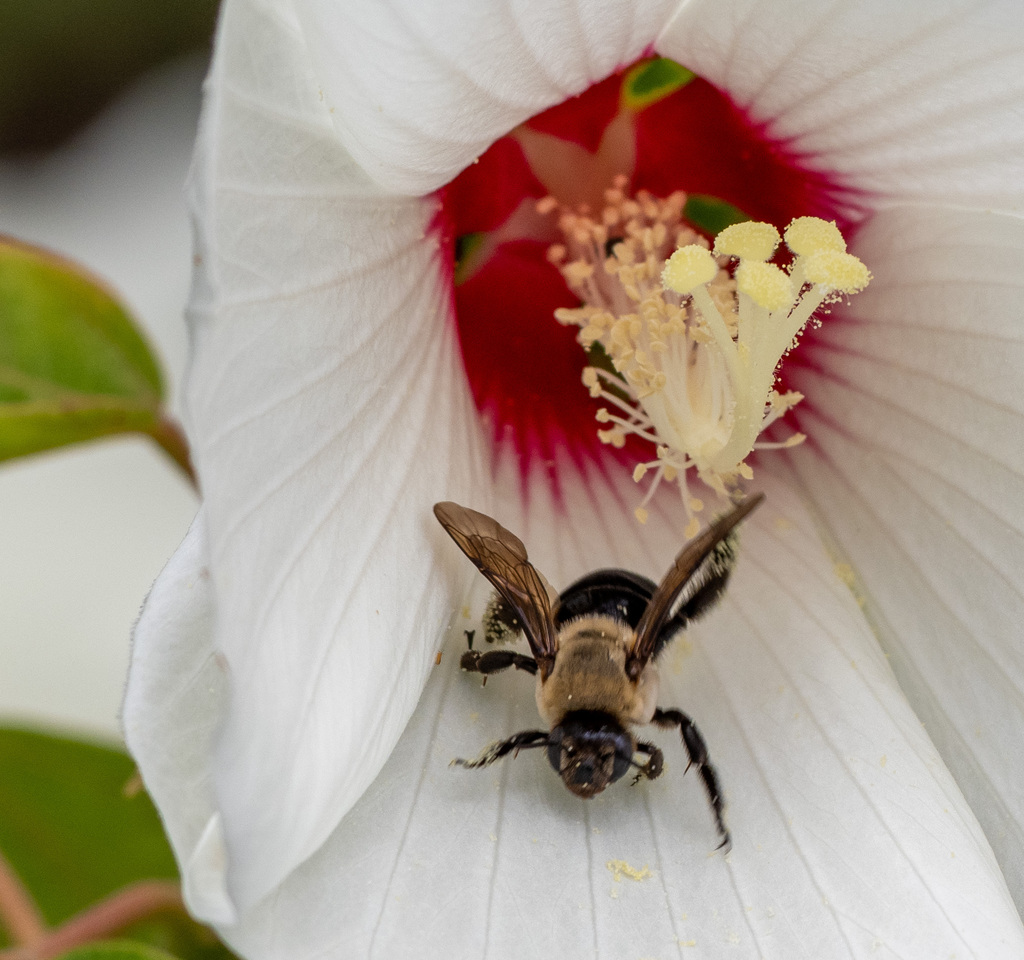 Hibiscus Turret Bee from Dorchester County, MD, USA on August 5, 2023 ...