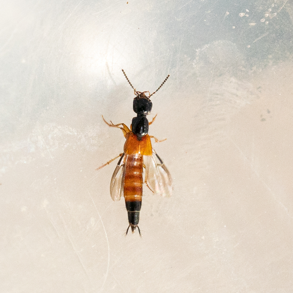 Belonuchus rufipennis from South Central Omaha, Omaha, NE, USA on ...