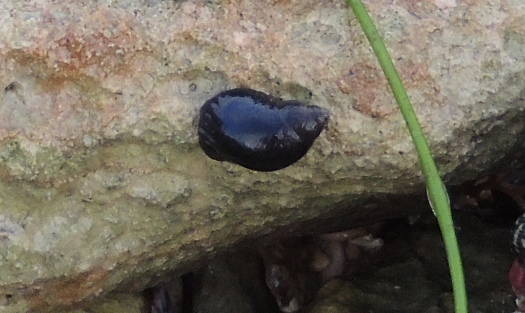 black planaxis from St.Bran's Burg, Jamaica on February 11, 2019 at 07: ...