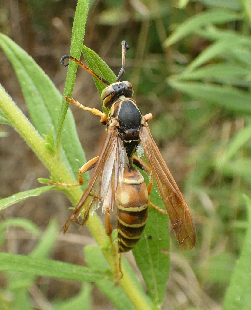 Dark Paper Wasp from Glencoe, IL, USA on August 29, 2023 at 11:57 PM by ...