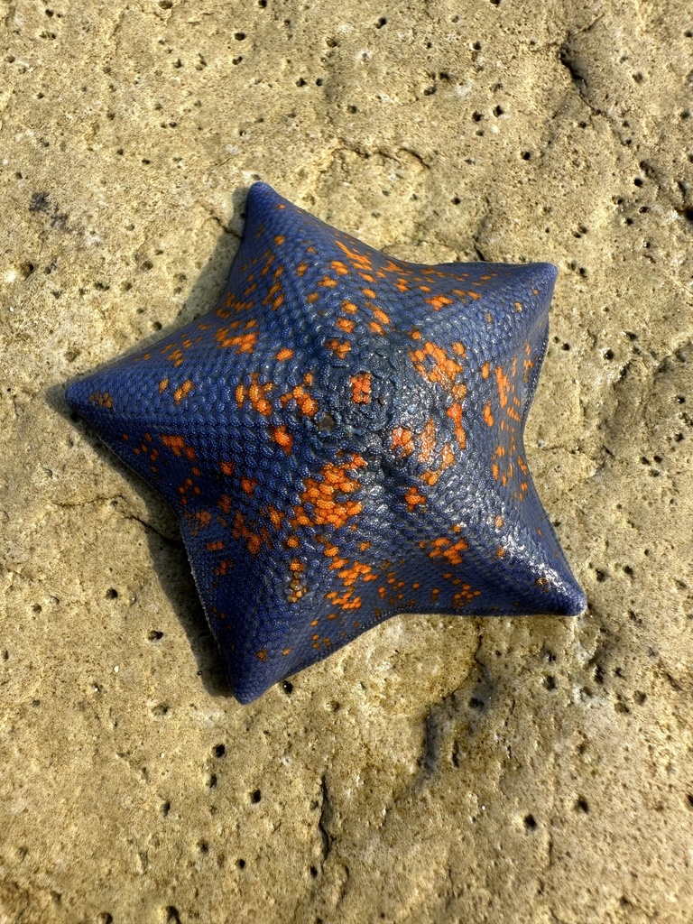 Blue Bat Star from Sanriku Fukko (reconstruction) National Park, Miyako ...