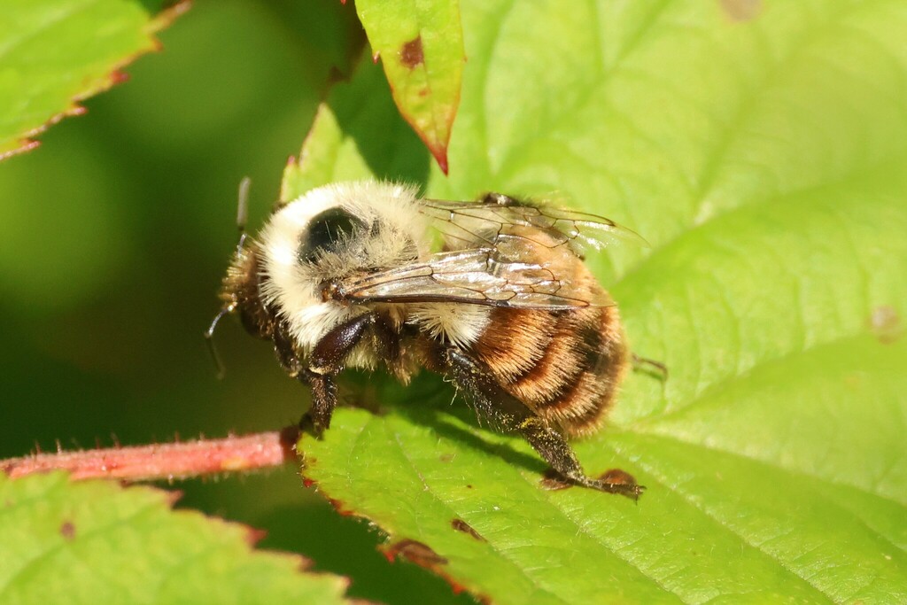 Red-belted Bumble Bee in August 2023 by mistycal · iNaturalist