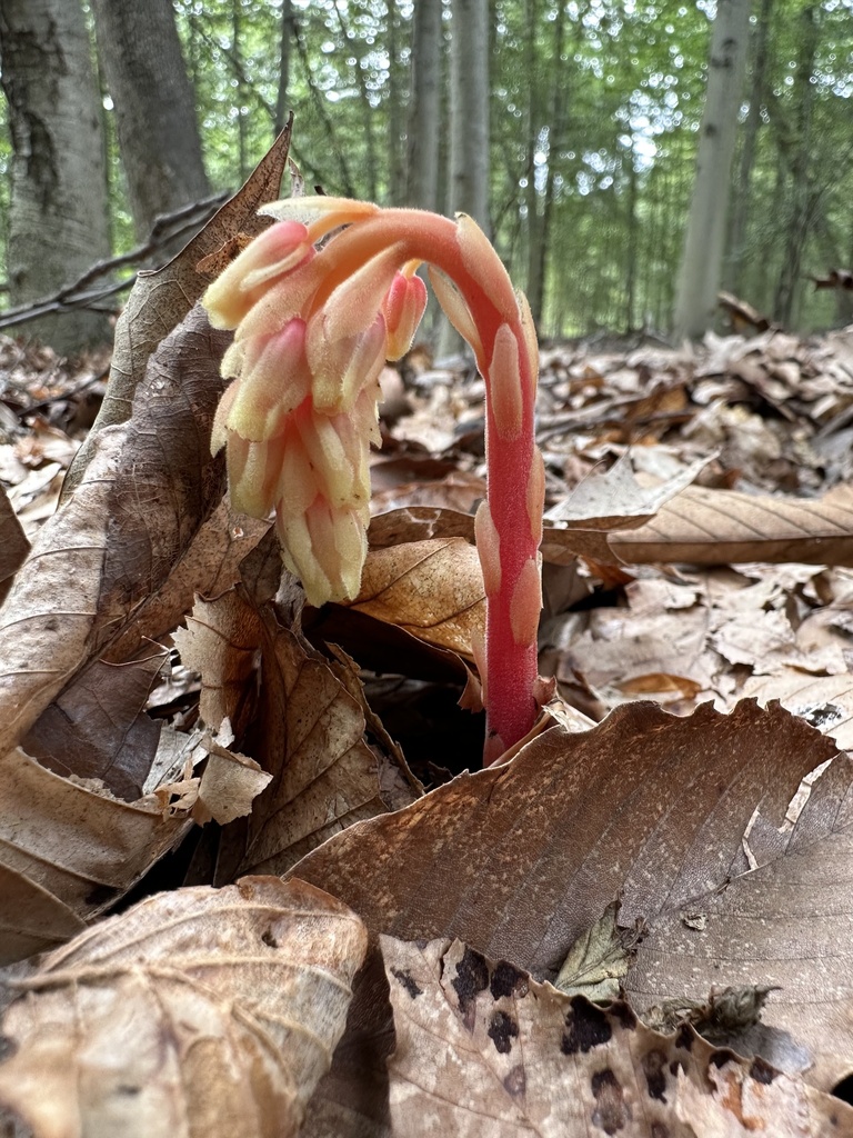 pinesap in August 2023 by Lyla R. Meader. No pines. · iNaturalist