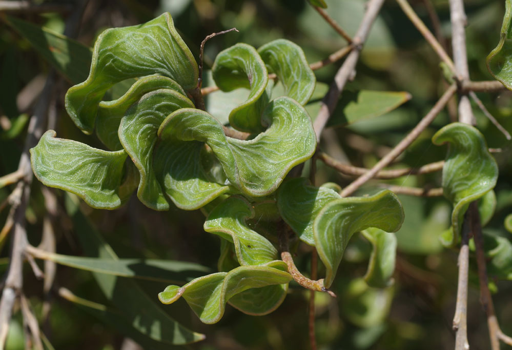 Acacia aulacocarpa × celsa from Cassowary Coast, QLD, Australia on ...