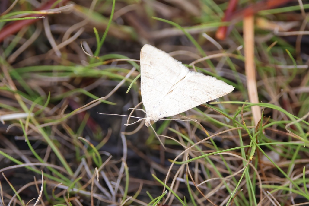 Vetch Looper Moth from Jackson County, MS, USA on August 29, 2023 at 08 ...