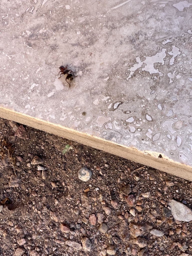 Enoclerus quadrisignatus from Dreamy Draw Loop Trail, Phoenix, AZ, US ...