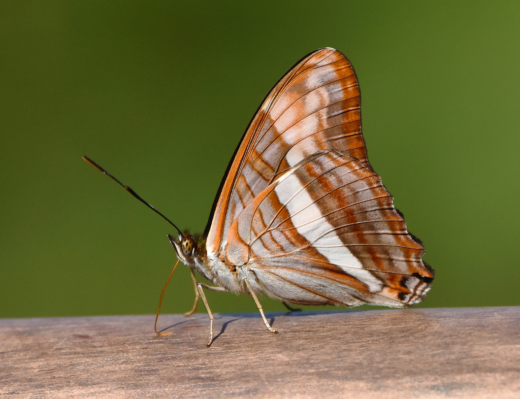 Adelpha epizygis from Iguazú Department, Misiones Province, Argentina ...