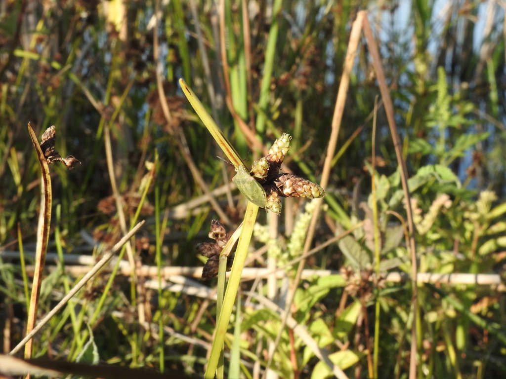 Bog Bulrush from Essex County, ON, Canada on August 23, 2022 at 06:31 ...