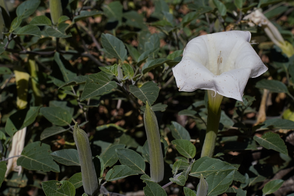 Sacred Datura from Grand County, UT, USA on August 29, 2023 at 09:40 AM ...