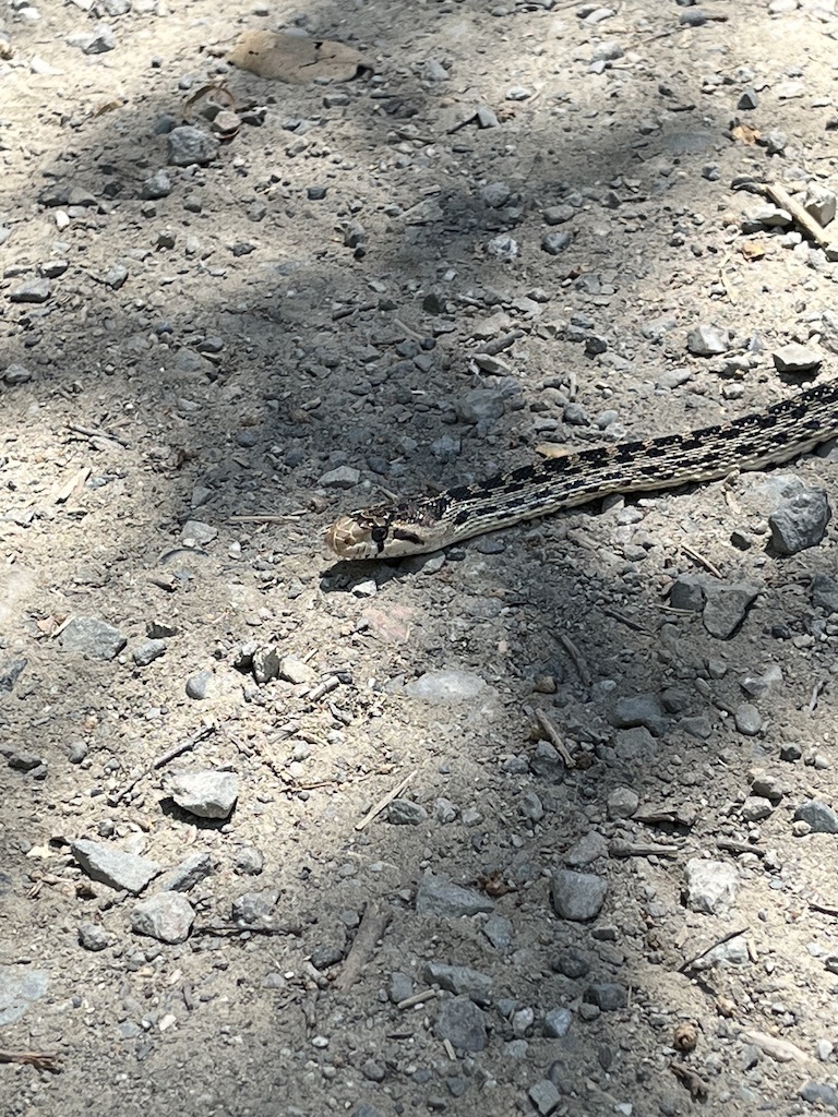 Pacific Gopher Snake from Wildcat Canyon Regional Park, Richmond, CA ...