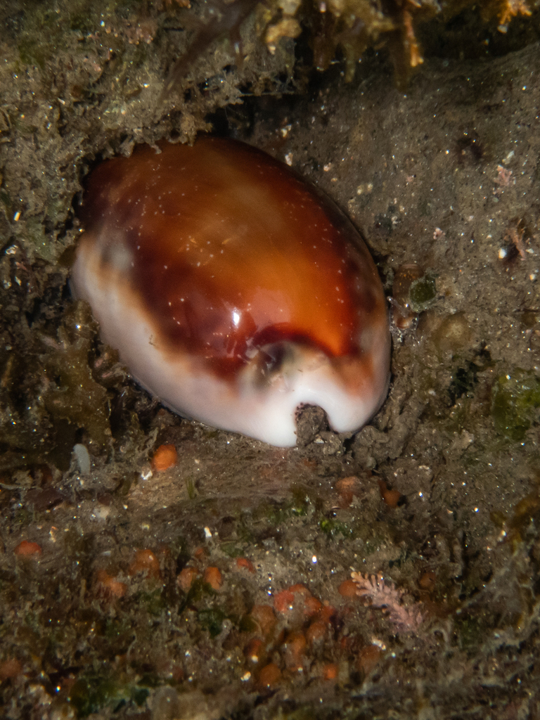 Chestnut Cowry from Mission Bay, San Diego, CA, USA on August 29, 2023 ...