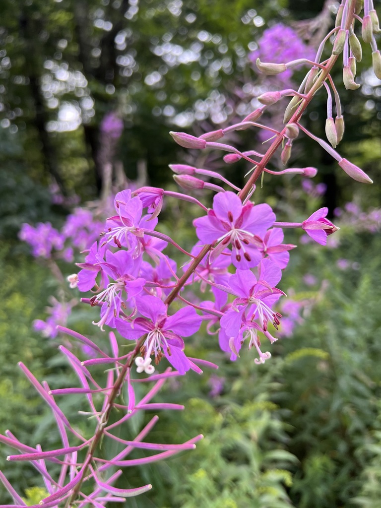 fireweed from Valley Bend, WV, USA on August 28, 2023 at 03:45 PM by ...