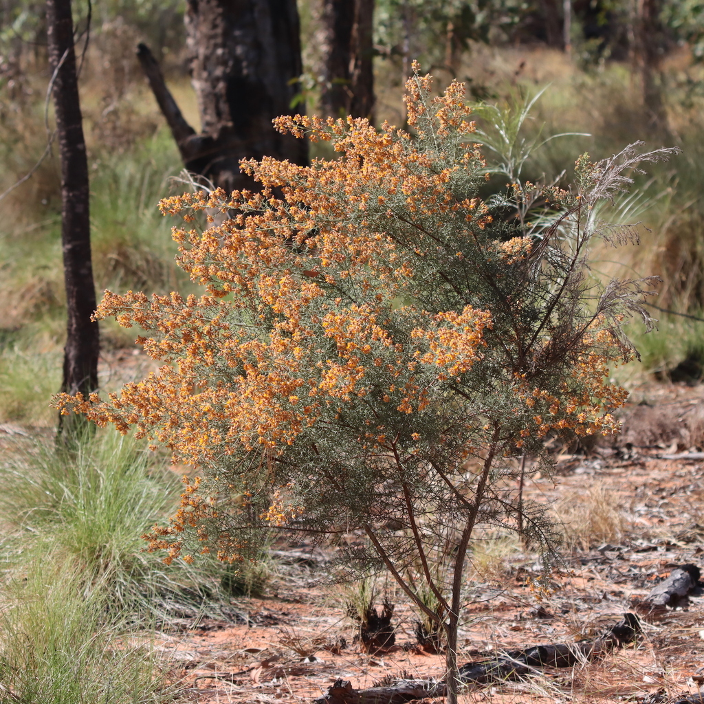 Jacksonia odontoclada from Southern Lost City walking track, Limmen NT ...