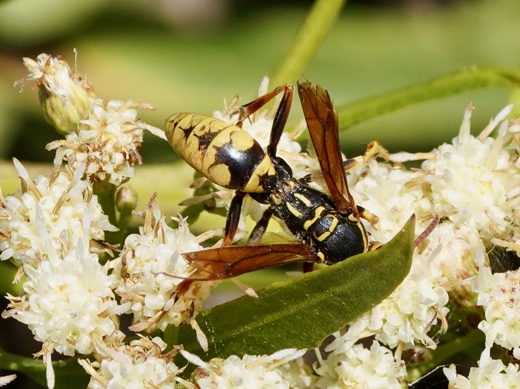 Golden Paper Wasp from Carmel Valley, San Diego, CA, USA on August 27 ...