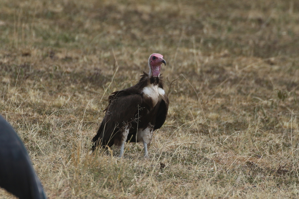 Hooded Vulture in July 2023 by Henggang Cui · iNaturalist