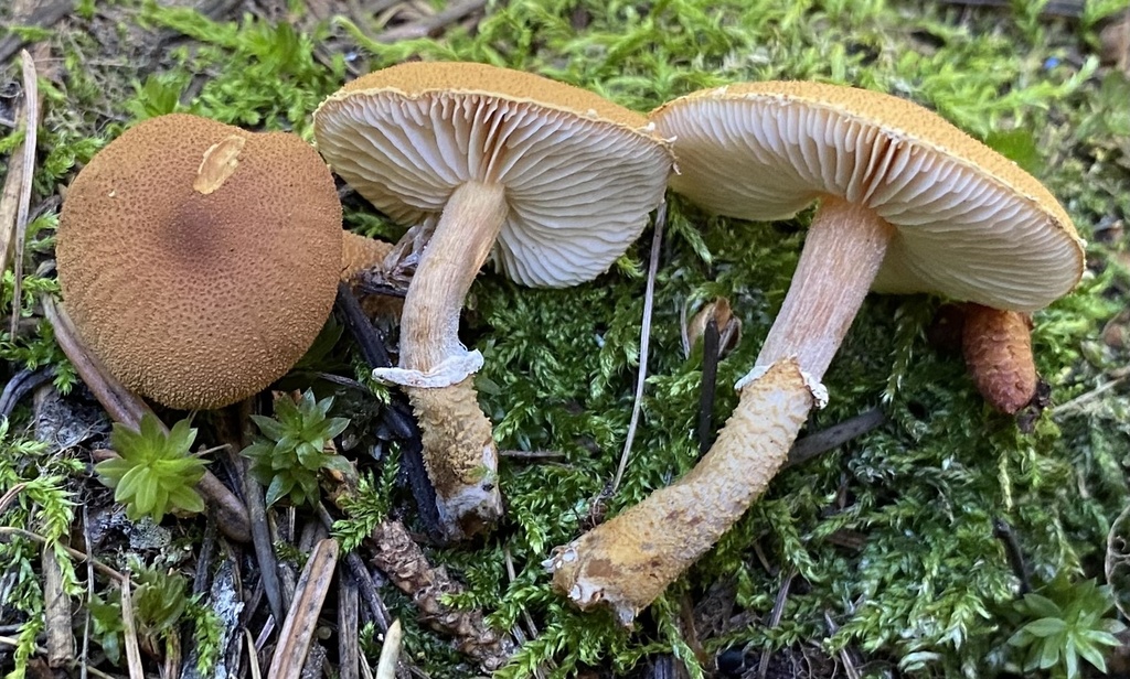 Cystoderma carcharias fallax from Wallowa-Whitman National Forest ...