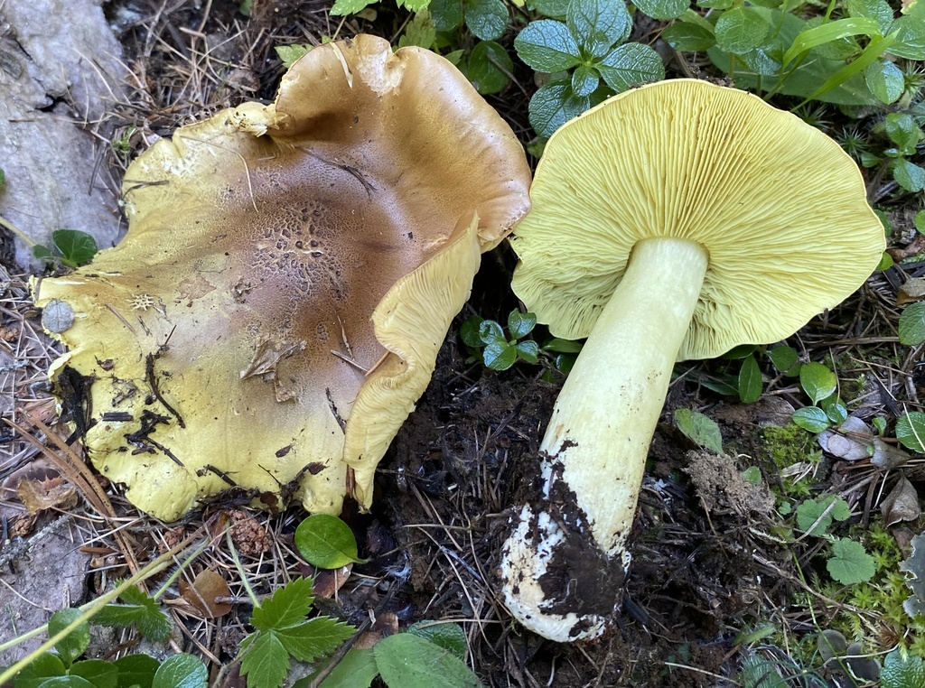Yellow Knight from Wallowa-Whitman National Forest, Baker City, OR, US ...