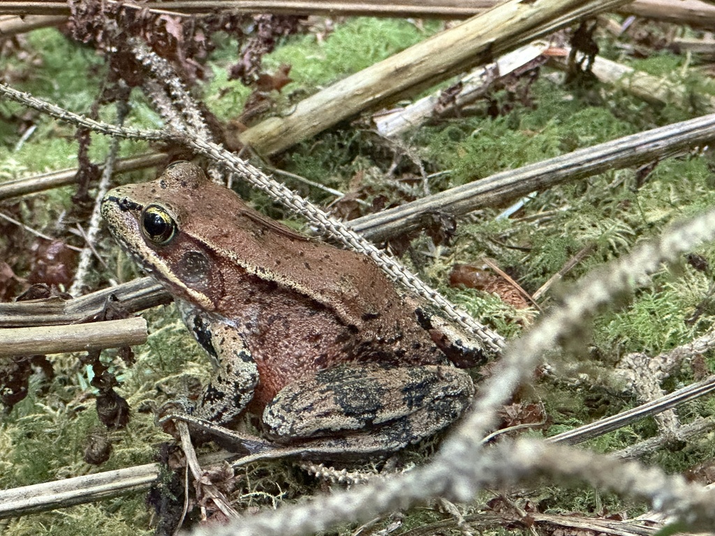 Northern Red-legged Frog in August 2023 by ingaderuyter · iNaturalist