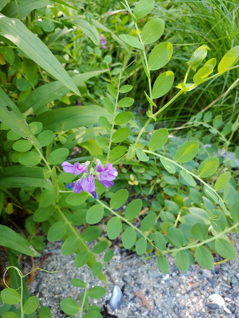 seaside pea in August 2023 by pilgrim123 · iNaturalist