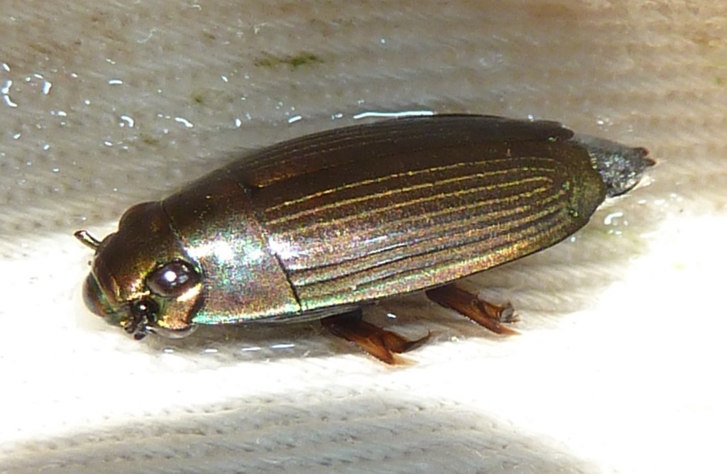 Macrogyrus oblongus from norway, nsw on February 23, 2016 at 07:50 PM ...