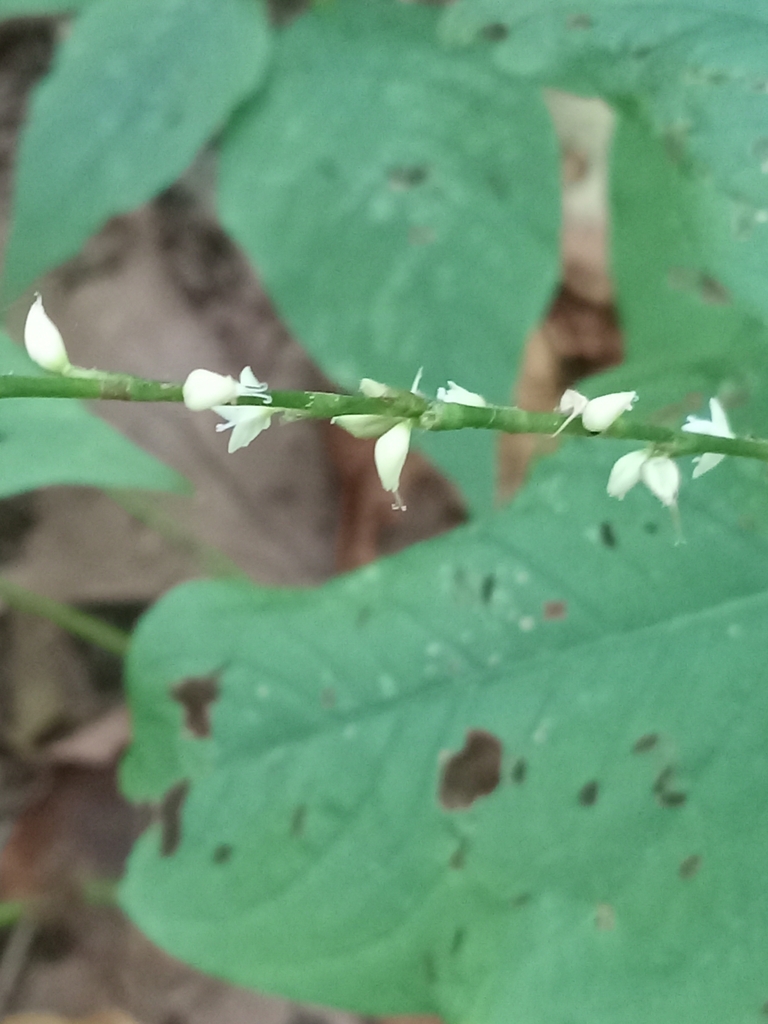 American jumpseed on August 29, 2023 at 12:34 PM by priya1993. Weed ...