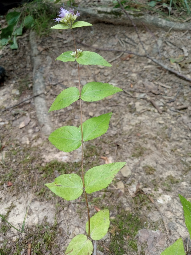 common dittany from Athens County, US-OH, US on August 29, 2023 at 12: ...