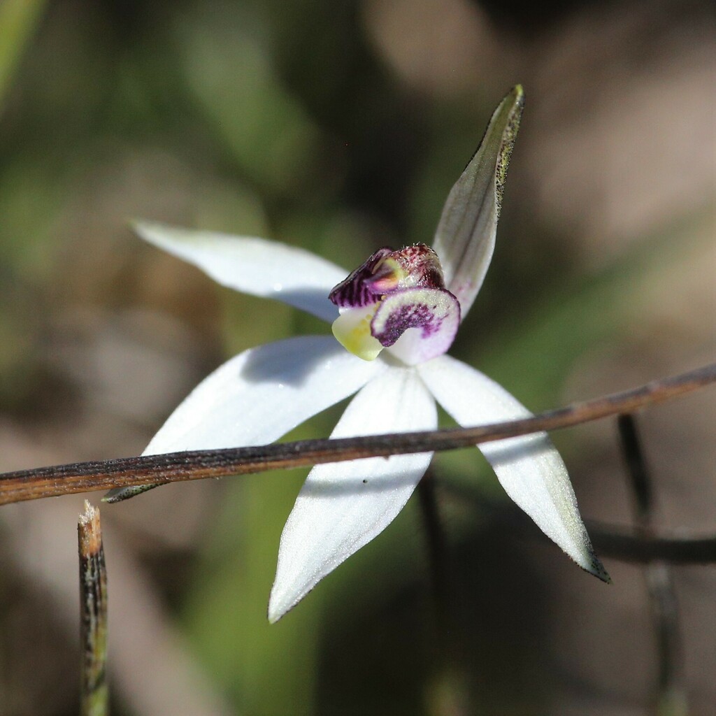 sugar orchid from Jerramungup, Western Australia, Australia on August ...