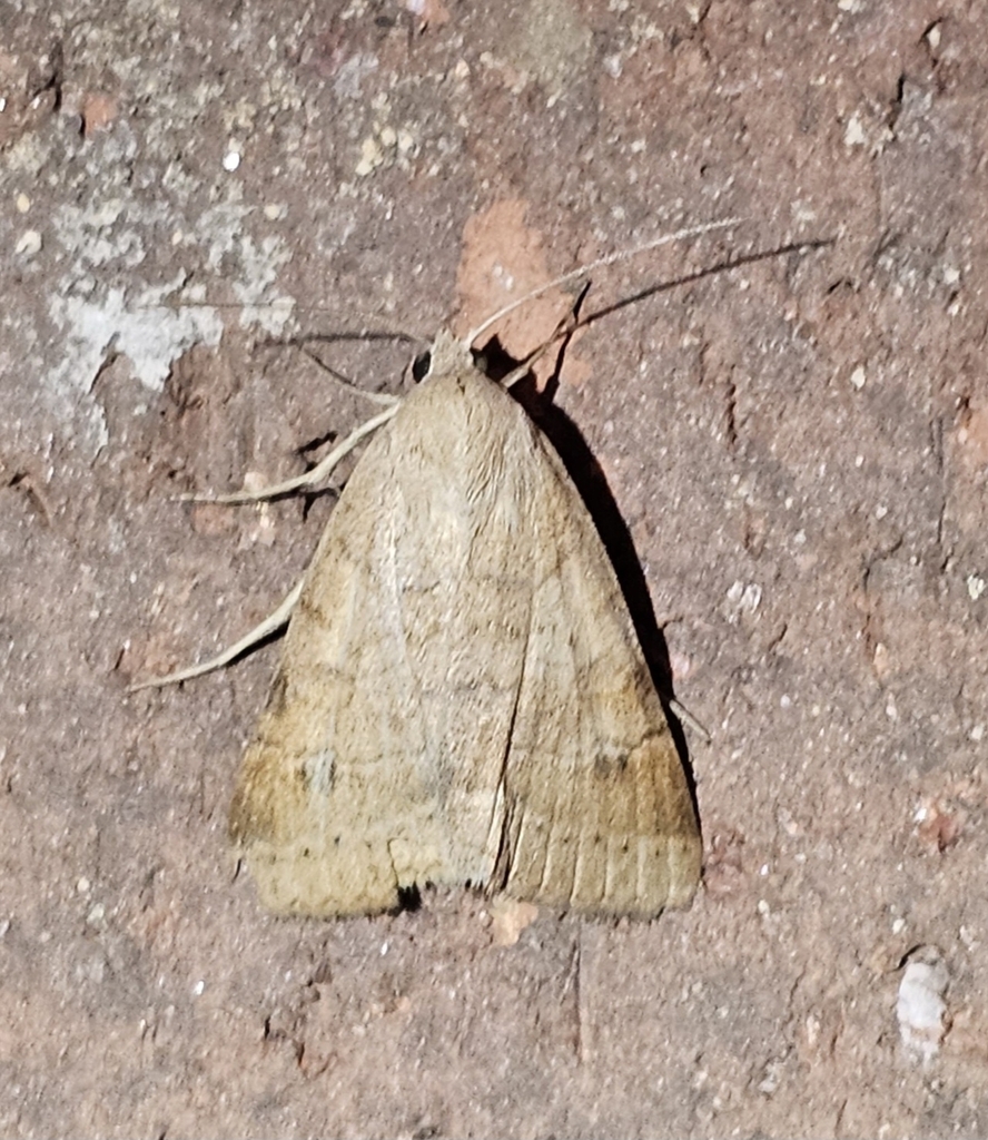 Vetch Looper Moth from Tallassee, AL 36078, USA on August 27, 2023 at 06:20 AM by Bob Reed ...
