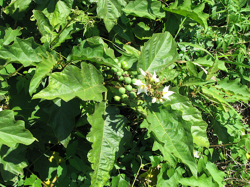giant devil's-fig from Colleges Crossing, Brisbane QLD, Australia on ...