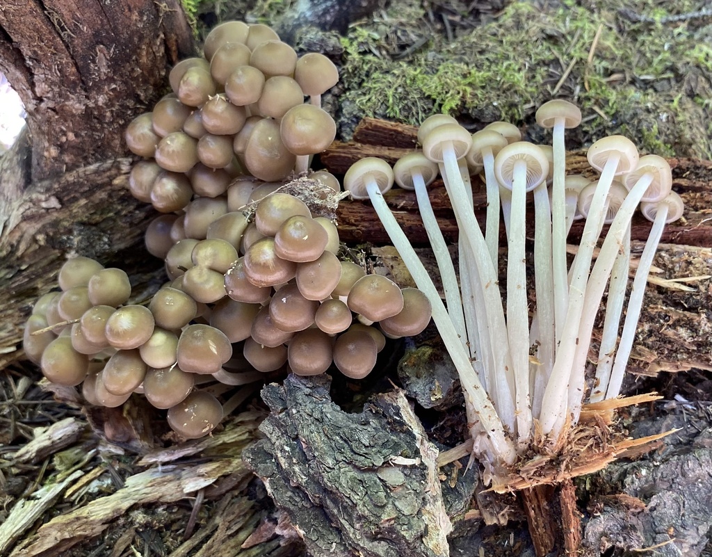 Clitocybula from Wallowa-Whitman National Forest, Baker City, OR, US on ...