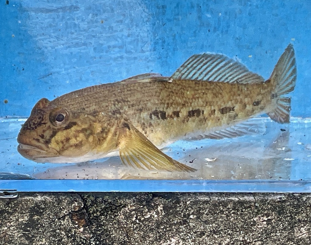 Round Goby from Mason County, MI, USA on August 24, 2023 by Dwight ...