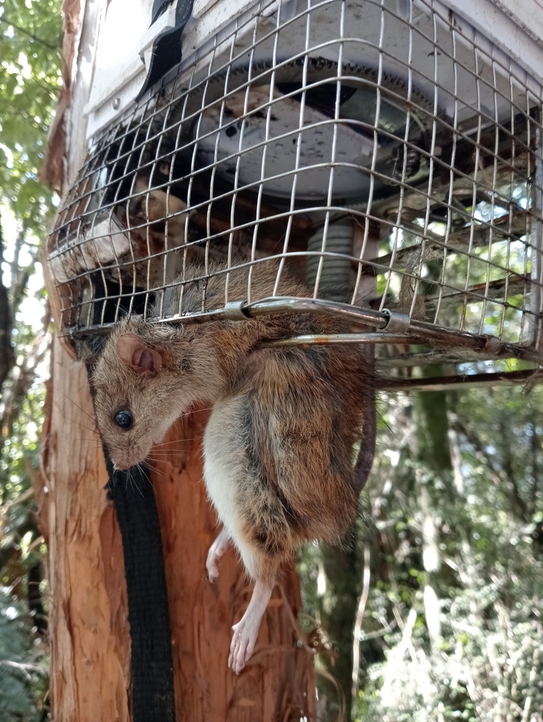 Old World Rats from Upper Waitati, New Zealand on August 29, 2023 at 01 ...