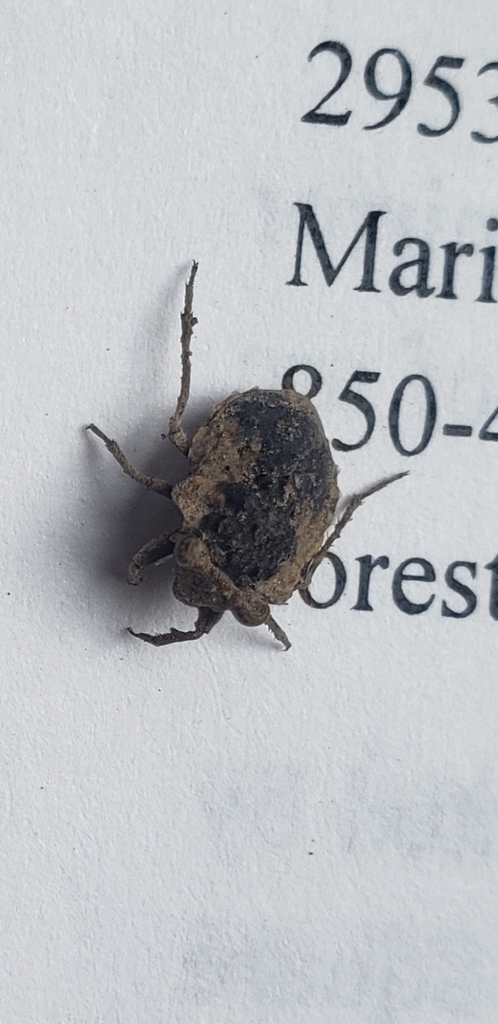 Big-eyed Toad Bug from Mountain Lakes House on August 29, 2023 by ...