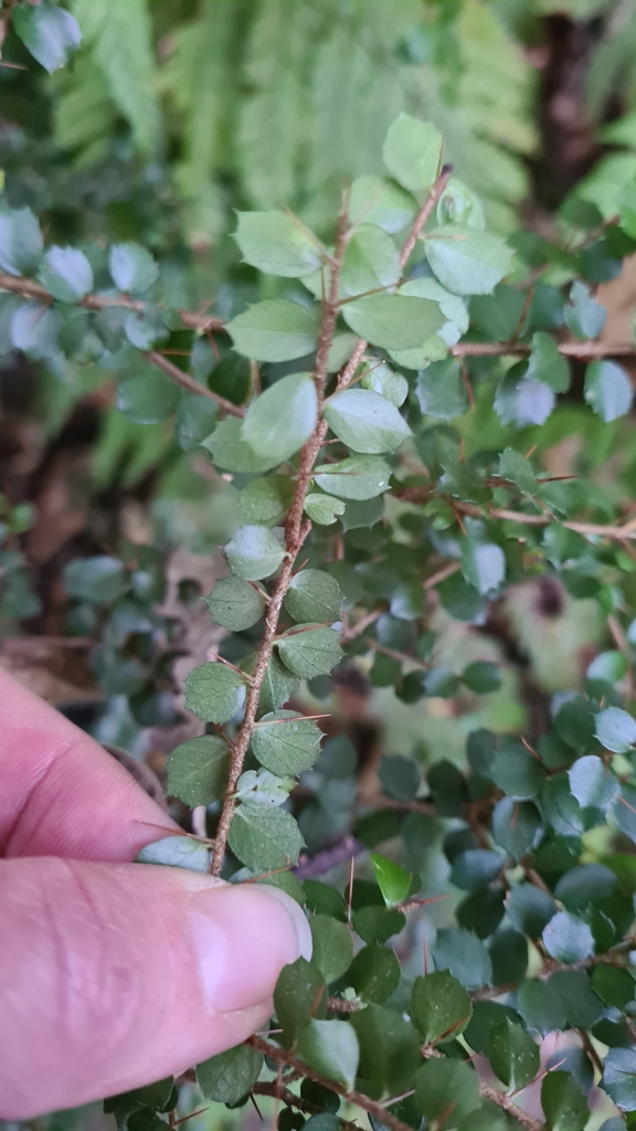 orange thorn from Topi Topi NSW 2423, Australia on August 18, 2023 at ...