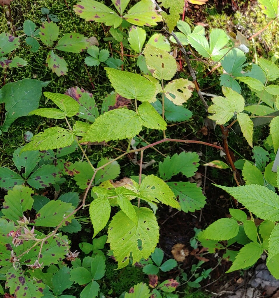 red raspberry from Bar Harbor, ME, USA on August 24, 2023 at 02:12 PM ...