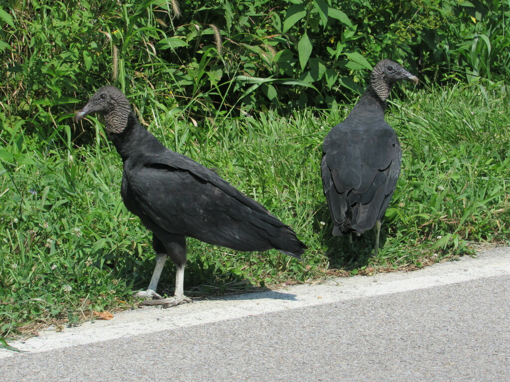 Black Vulture from Warren County, OH, USA on August 23, 2023 at 12:17 ...