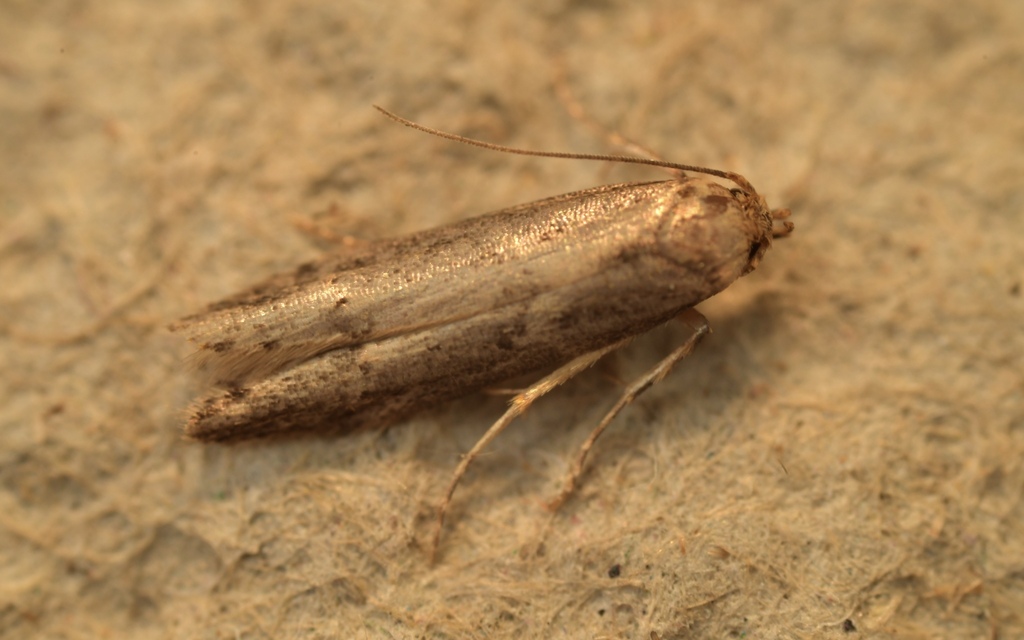 Blastobasis from Local moth trap, Malvern, Worcestershire, UK on August ...