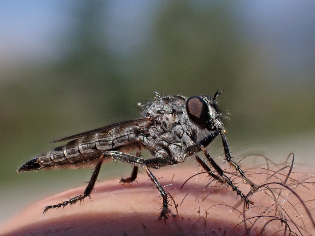 Neomochtherus willistoni from East Kootenay, BC, Canada on August 25 ...