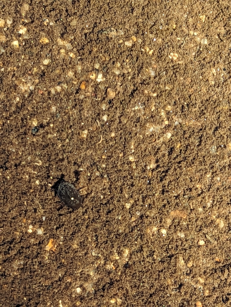 Tropisternus from Panofsky-Wilson Preserve on August 29, 2023 at 09:34 ...