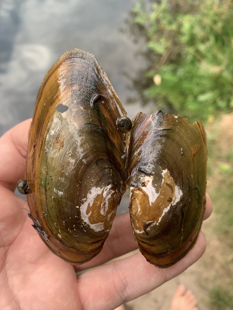 Oregon Floater from Westmoreland Park, Portland, OR, US on August 29 ...