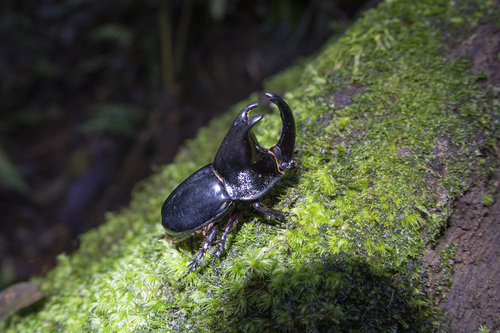 Megaceras jason · iNaturalist