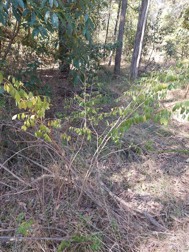 coffee bush from Glenorie NSW 2157, Australia on August 30, 2023 at 11: ...