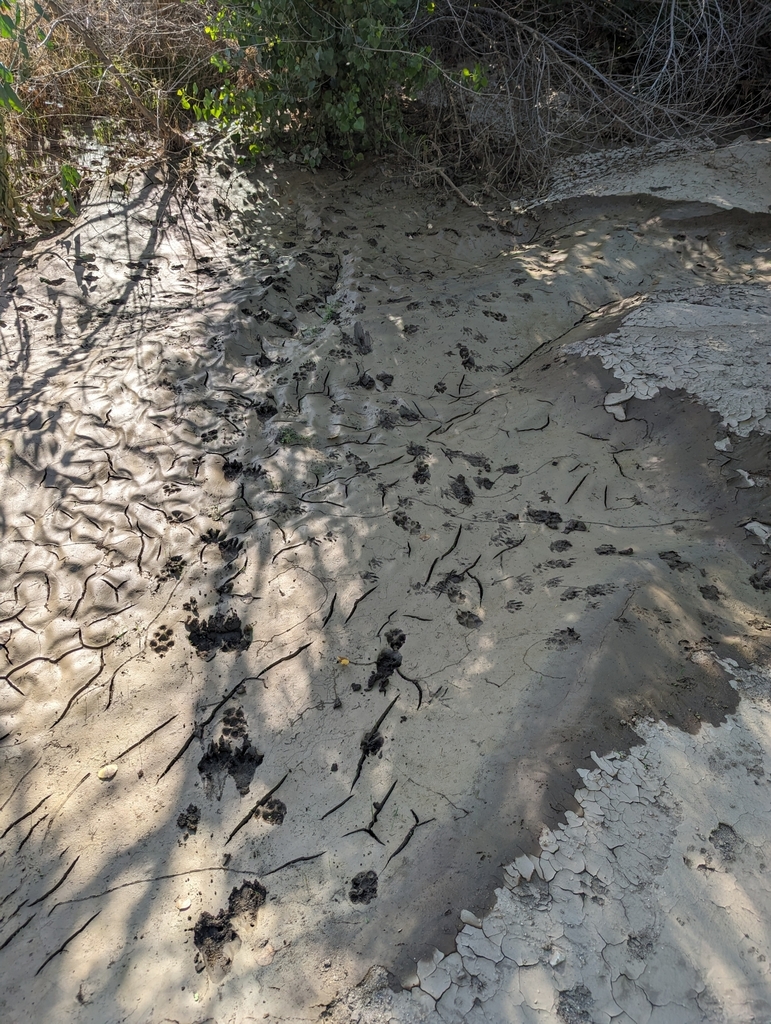 Canids from Panofsky-Wilson Preserve on August 29, 2023 at 09:09 AM by ...