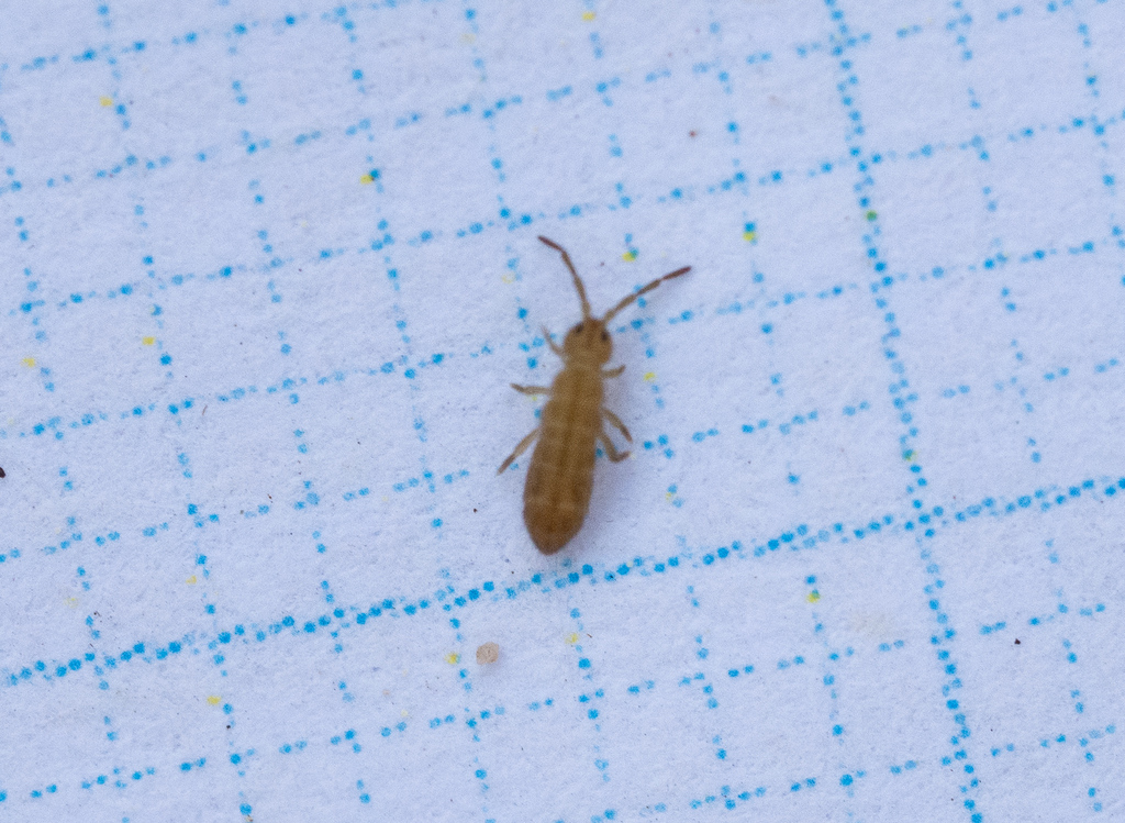 Smooth Springtails from Kaiapoi, New Zealand on August 29, 2023 at 09: ...