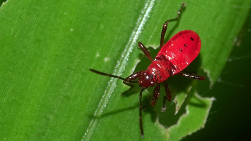 Antilochus coquebertii from 8W49+RHX, Navghar, Maharashtra 401208 ...
