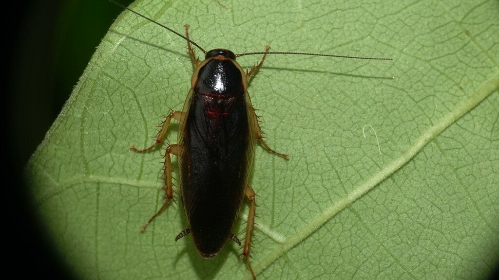 Hemithyrsocera lycoides from 8W49+RHX, Navghar, Maharashtra 401208 ...