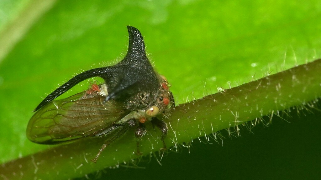 eggplant horned planthopper from 8W49+RHX, Navghar, Maharashtra 401208 ...