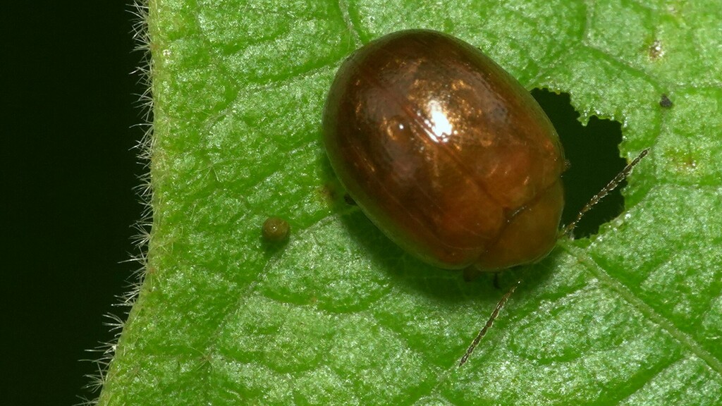 Sphaeroderma from 8W49+RHX, Navghar, Maharashtra 401208, India on July ...